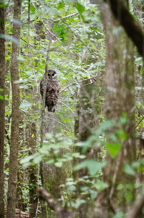 Hidden Owl – Ken Worley Photography