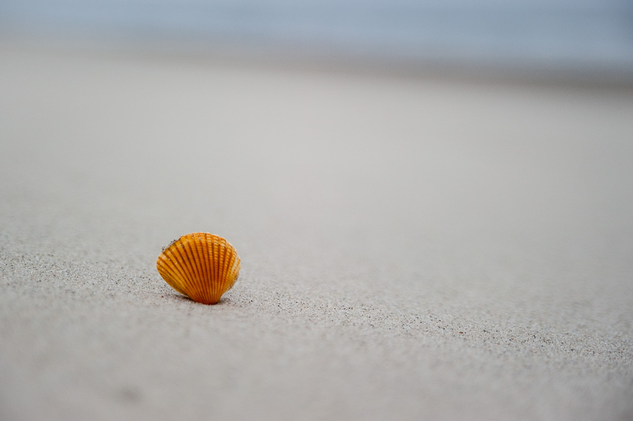 Day 87 Project 366 – Sunrise Shell – Ken Worley Photography